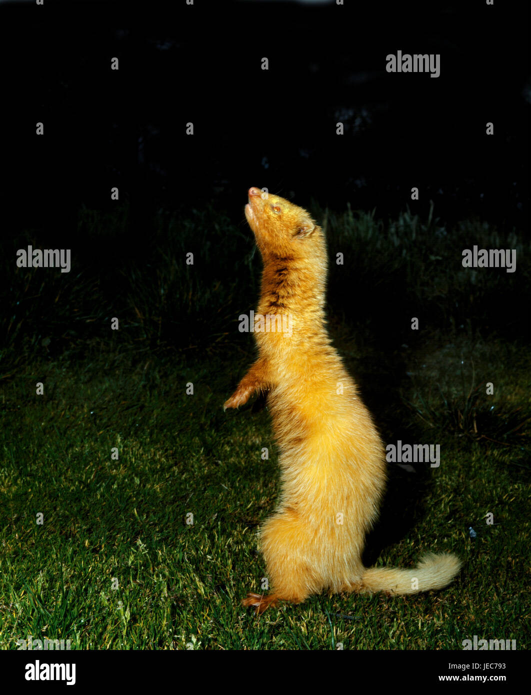 On the hind legs vertical hi-res stock photography and images - Alamy