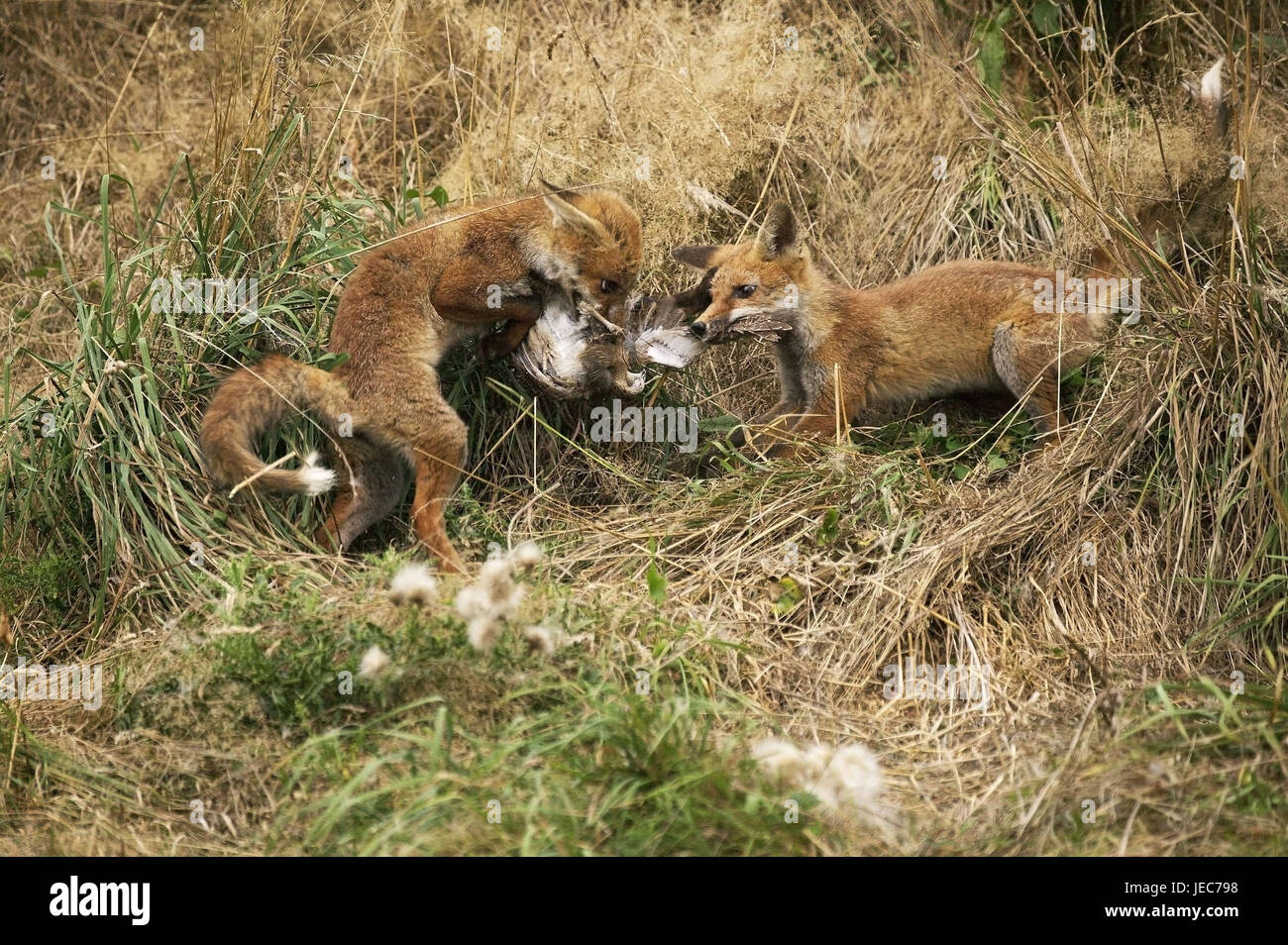 Fox prey hi-res stock photography and images - Alamy