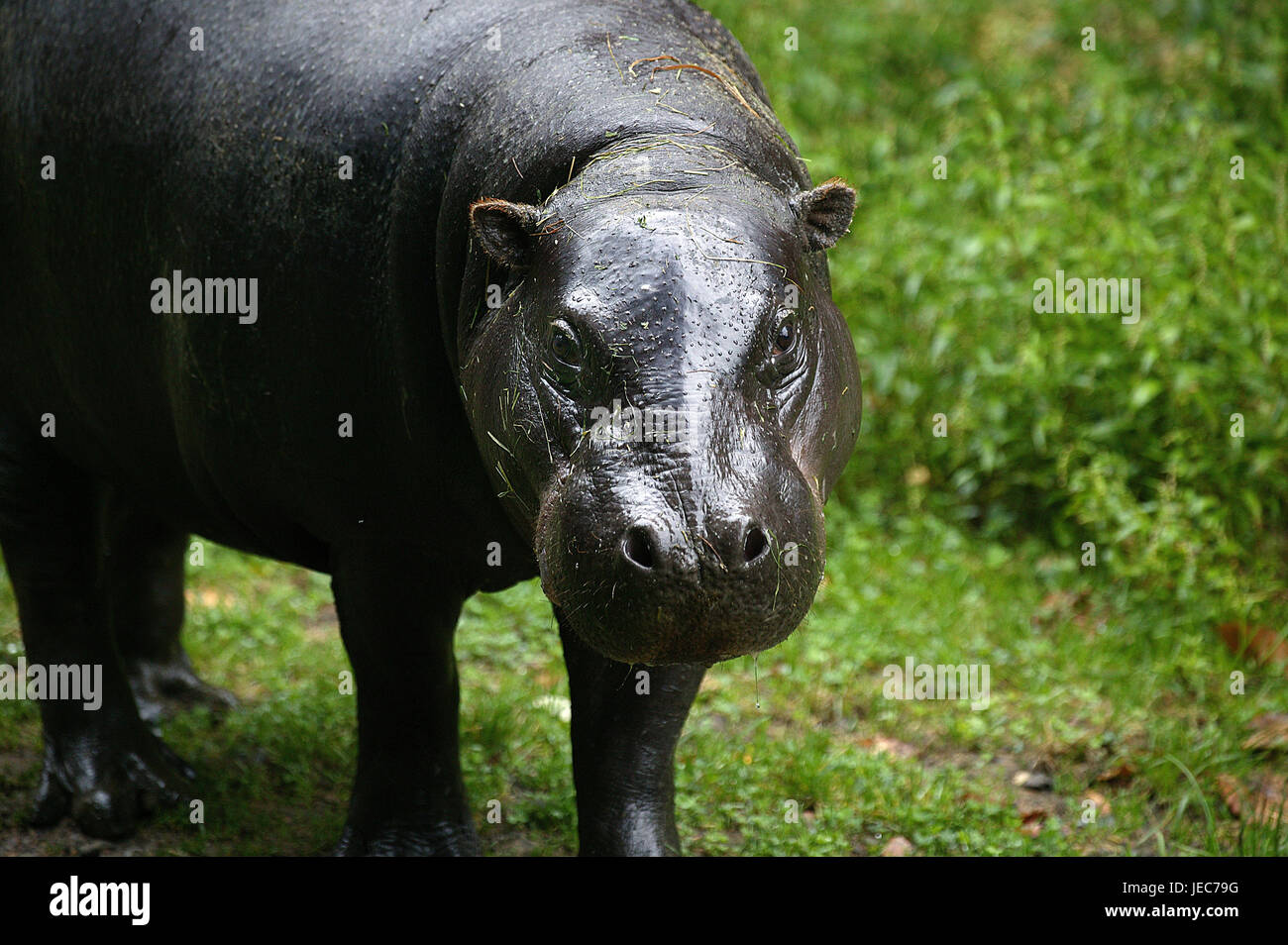Dwarf's hippopotamus, Choeropsis liberiensis Stock Photo - Alamy