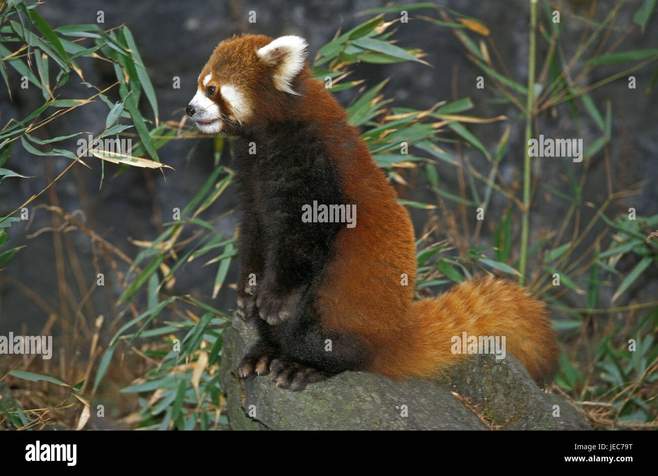 Panda on rock hi-res stock photography and images - Alamy