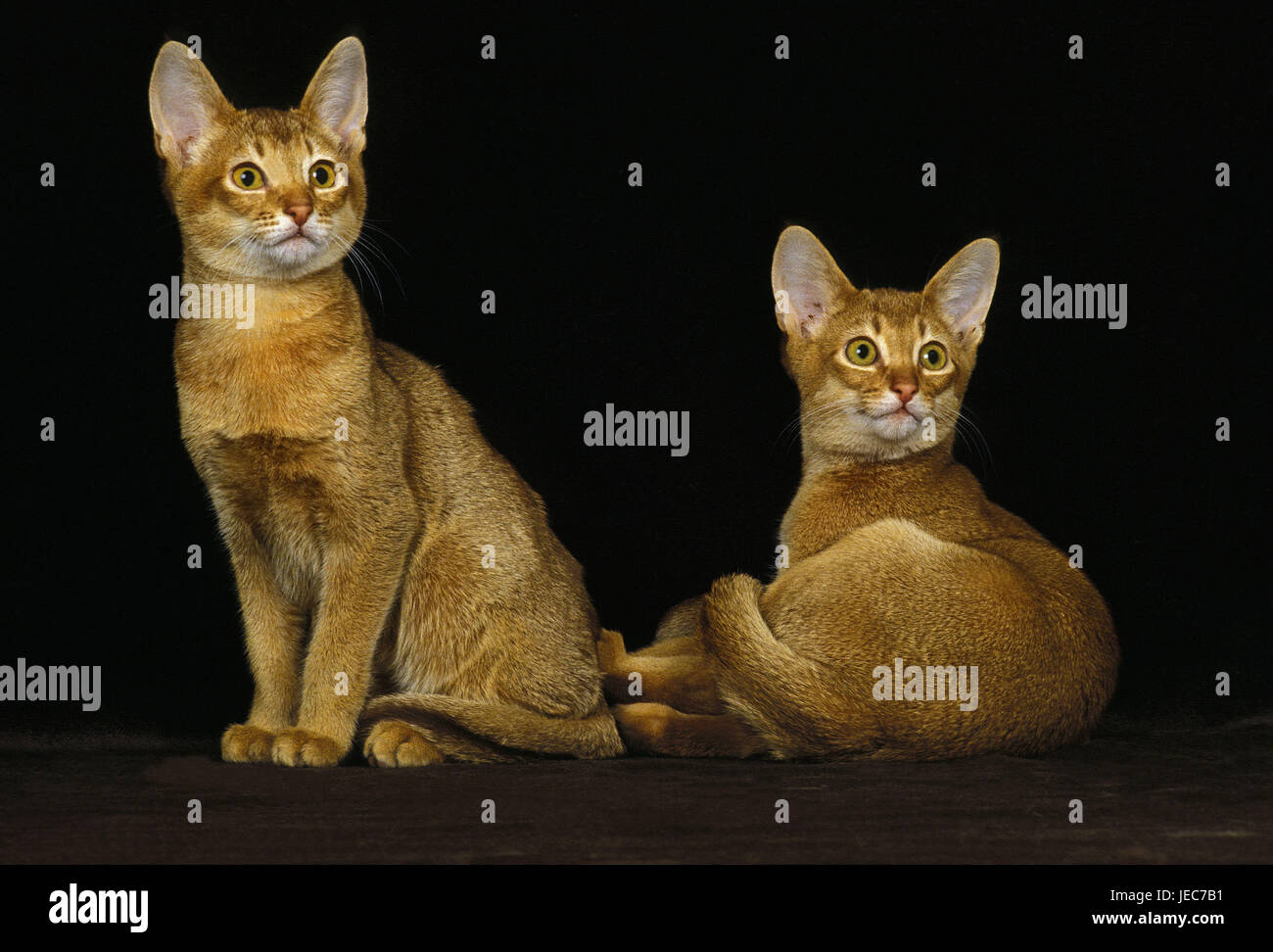 Abyssinians hi-res stock photography and images - Alamy