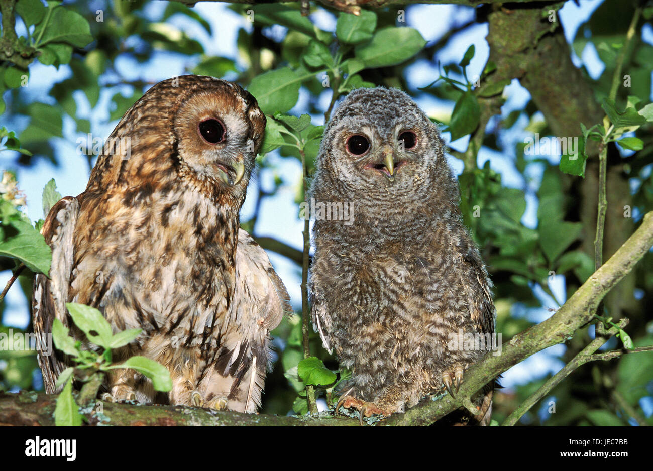 Tawny owl, Strix aluco, mother with young animal, Normandy, France ...