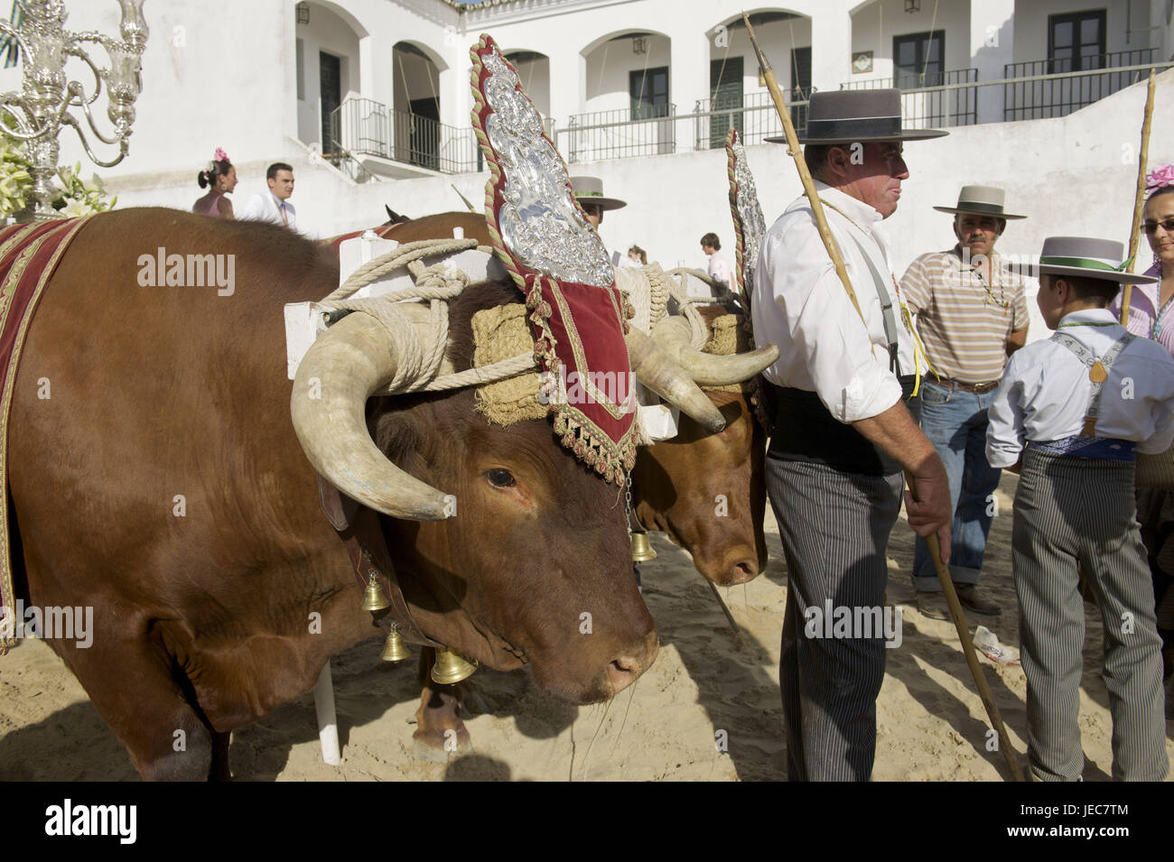 Spain, Andalusia, el Rocio, Romeria, decorated ox and men of a ...