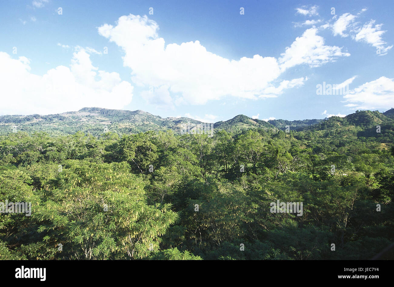 Honduras, Copan, primeval forest, view, Central America, Latin America ...