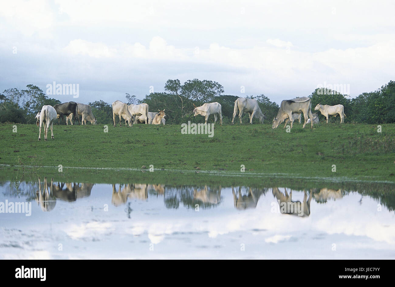 Belize animals hi-res stock photography and images - Alamy