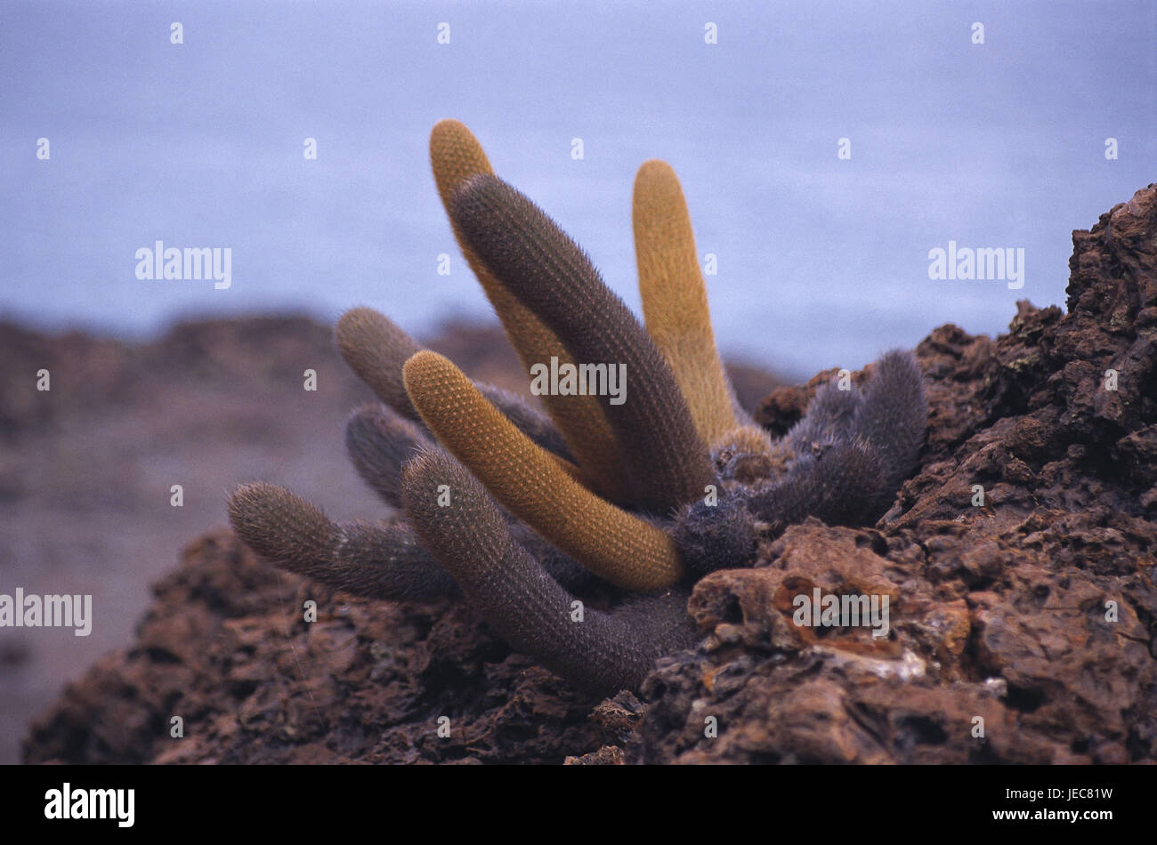 Lava rock with plant hi-res stock photography and images - Alamy
