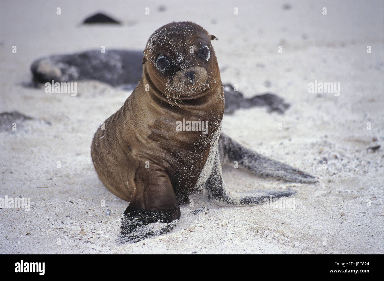 The Galapagos Islands, island Darwin, Galapagos sea lion, young animal ...