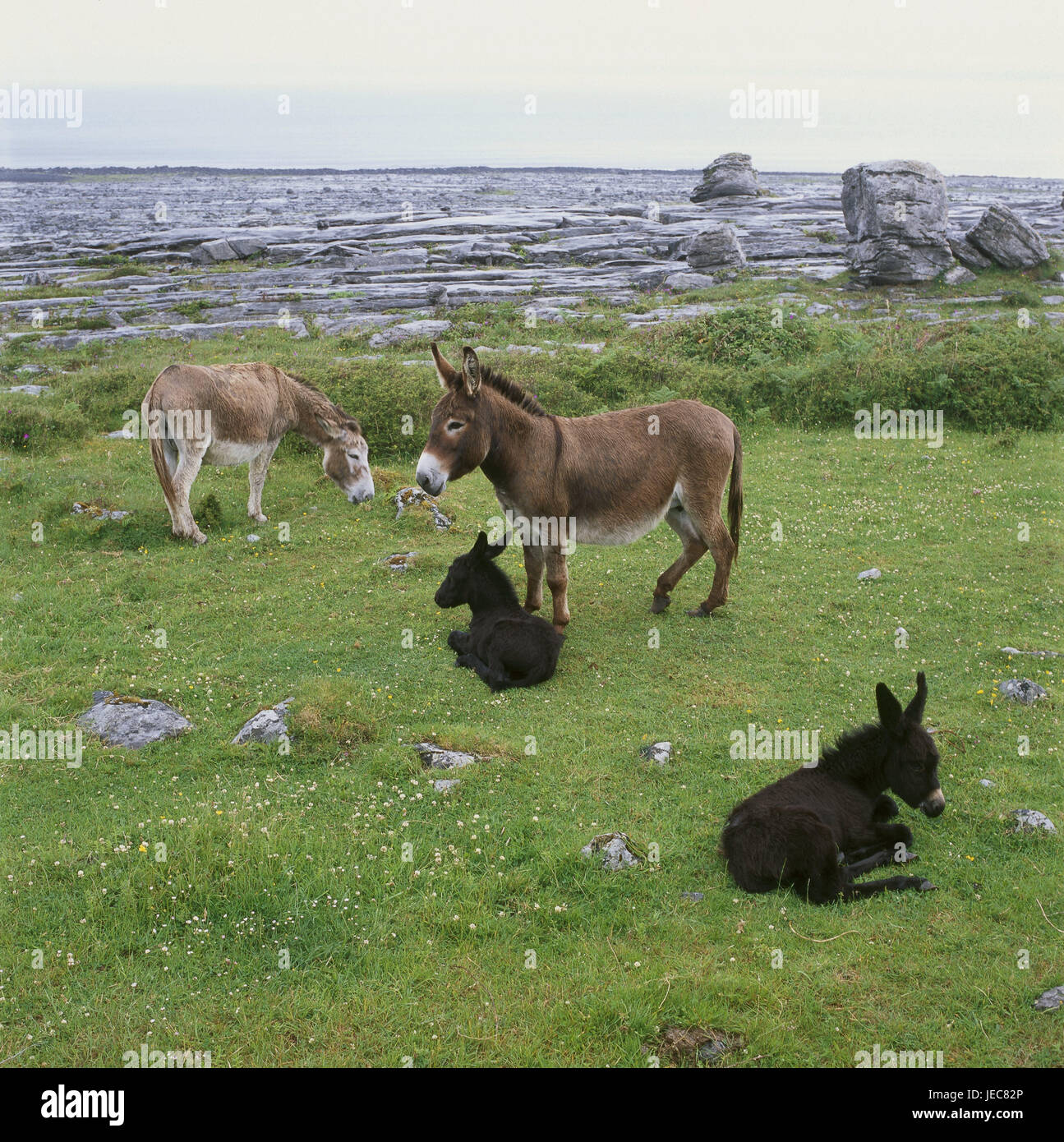 Ireland, Clare, Burren, meadow, donkey, food search, scenery, rock ...