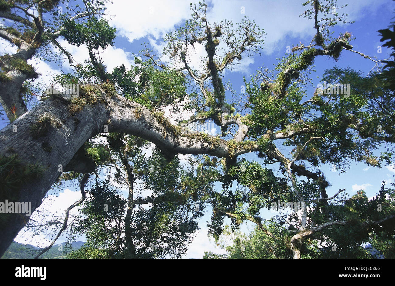 Honduras, Copan, trees, view, treetop, detail, Central America, Latin ...