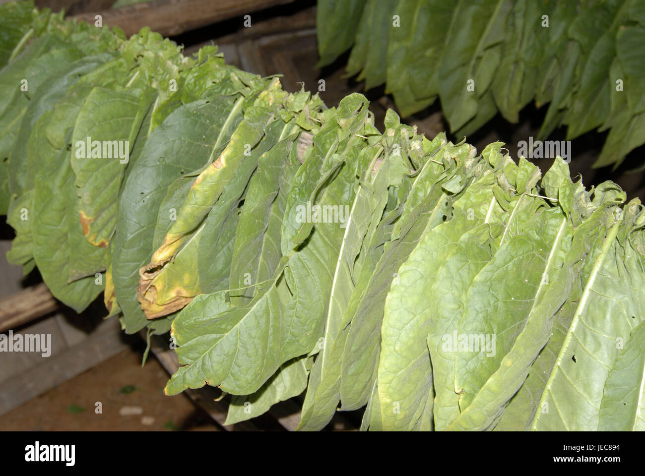 Cuba, Vinales, tobacco leaves, drying, the Caribbean, island, device ...