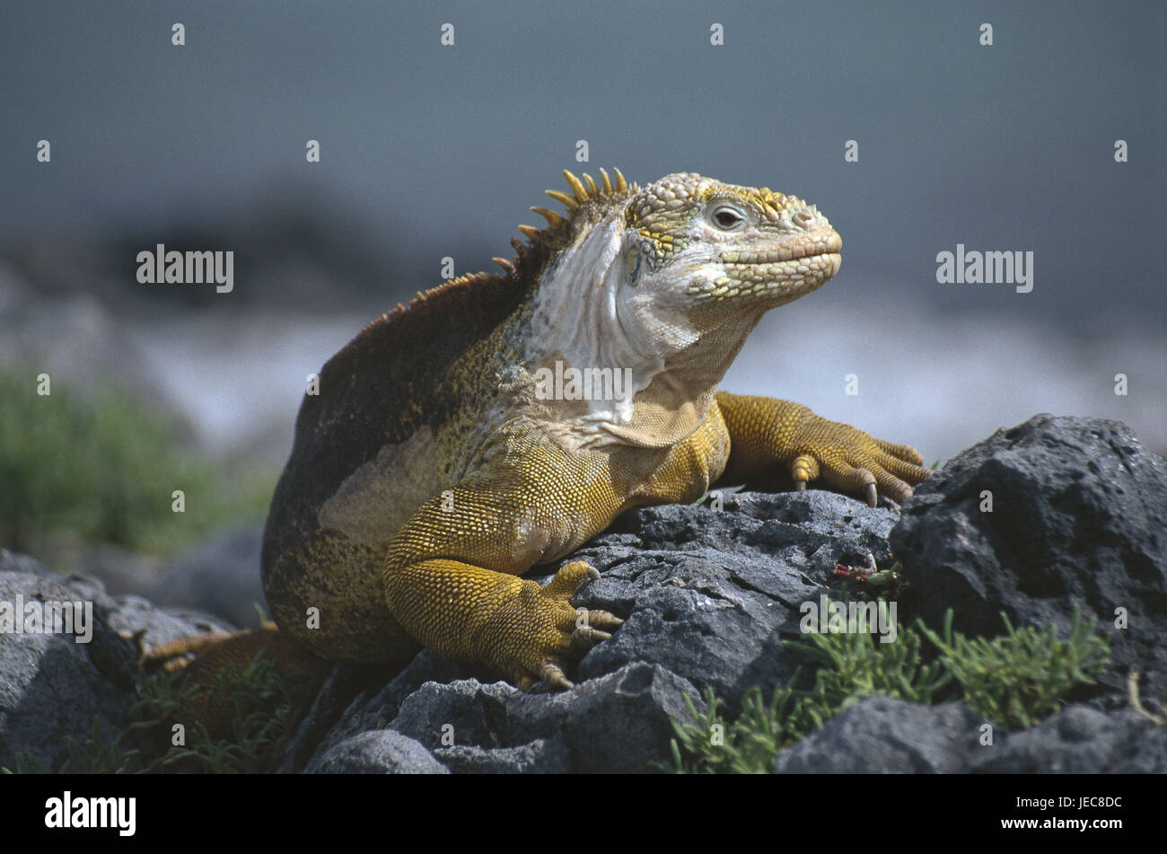 The Galapagos Islands, island Darwin, rock, druse head, Conolophus ...