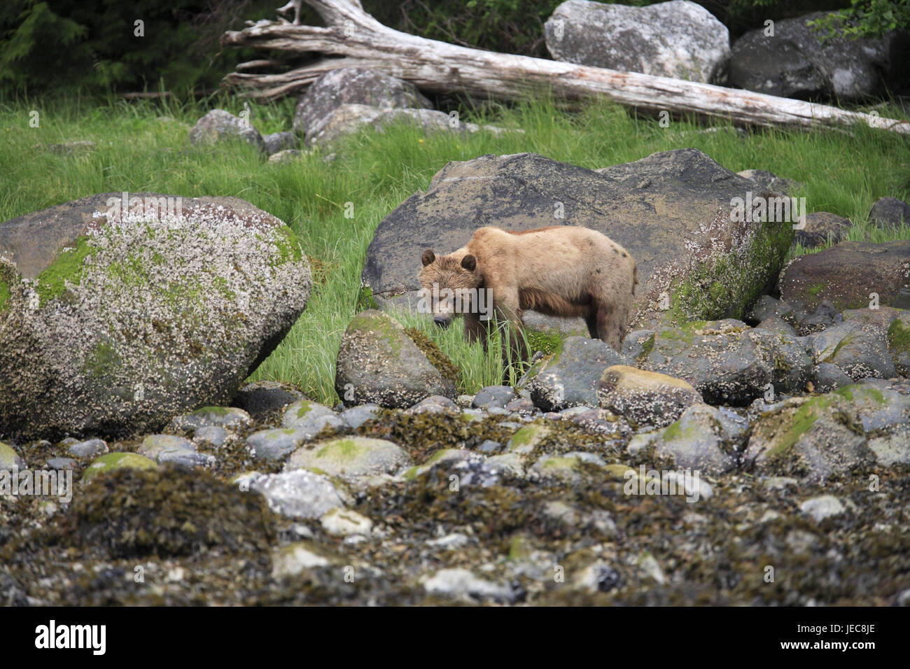 British predators hi-res stock photography and images - Alamy
