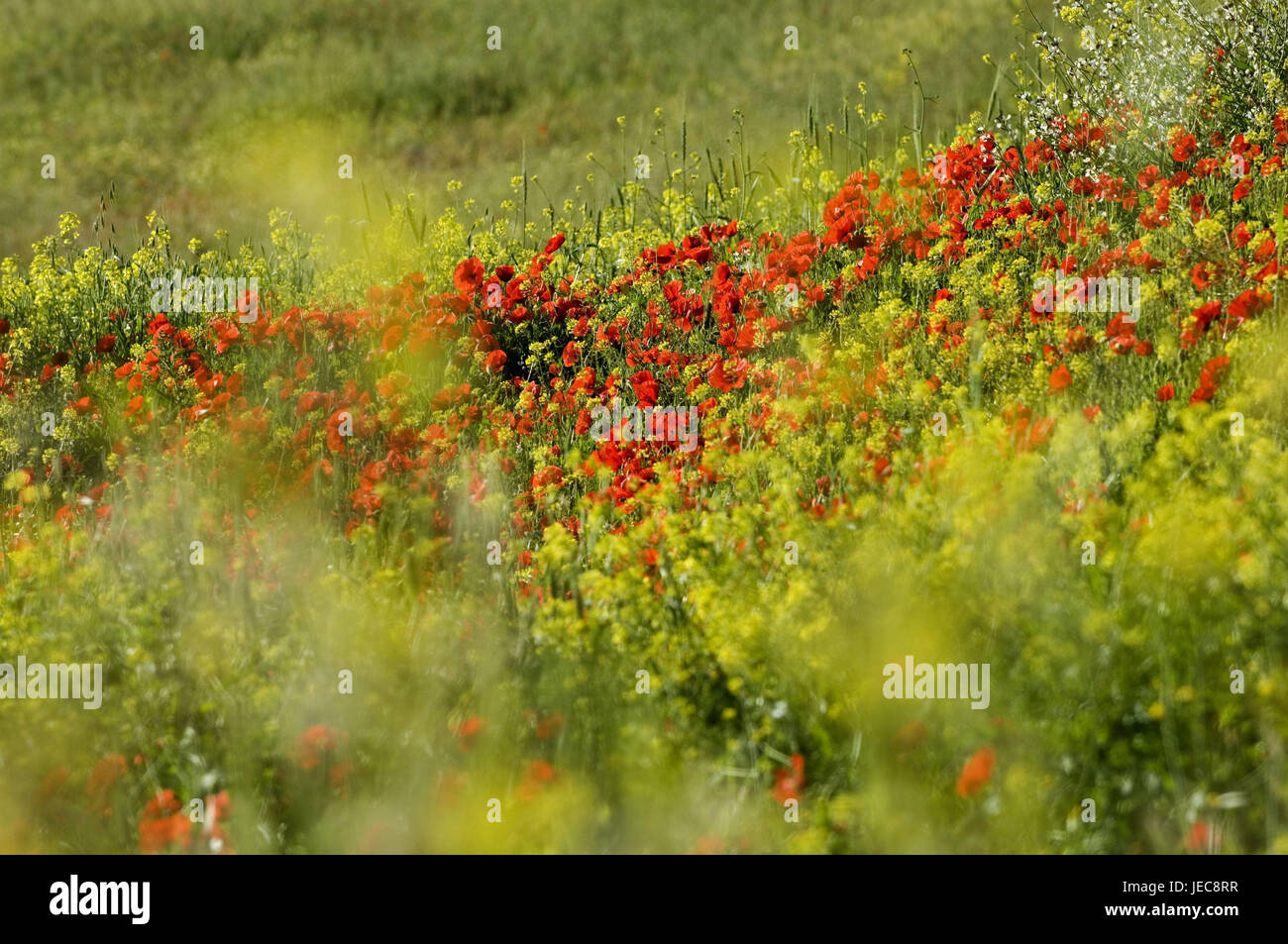 Vegetation plants flowers hi-res stock photography and images - Alamy