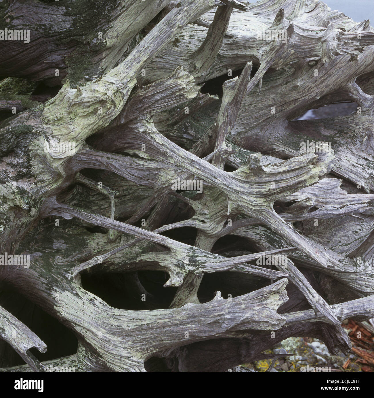 Beach, dead woodwork, close up, coast, flotsam and jetsam, driftwood ...