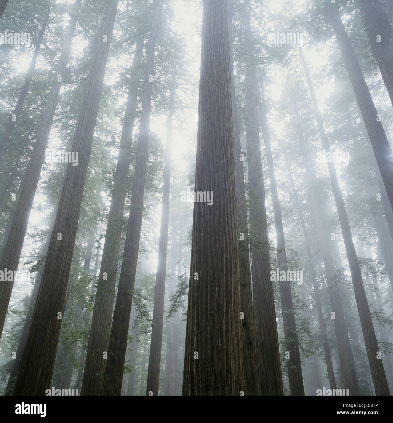The USA, California, Redwood national park, Redwoods, Sequoia ...