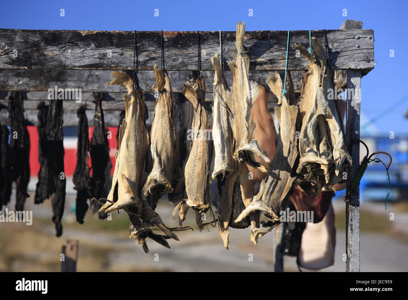 Greenland, Disco Bay, Rodebay, wooden rack, dry fish, hang, Western ...