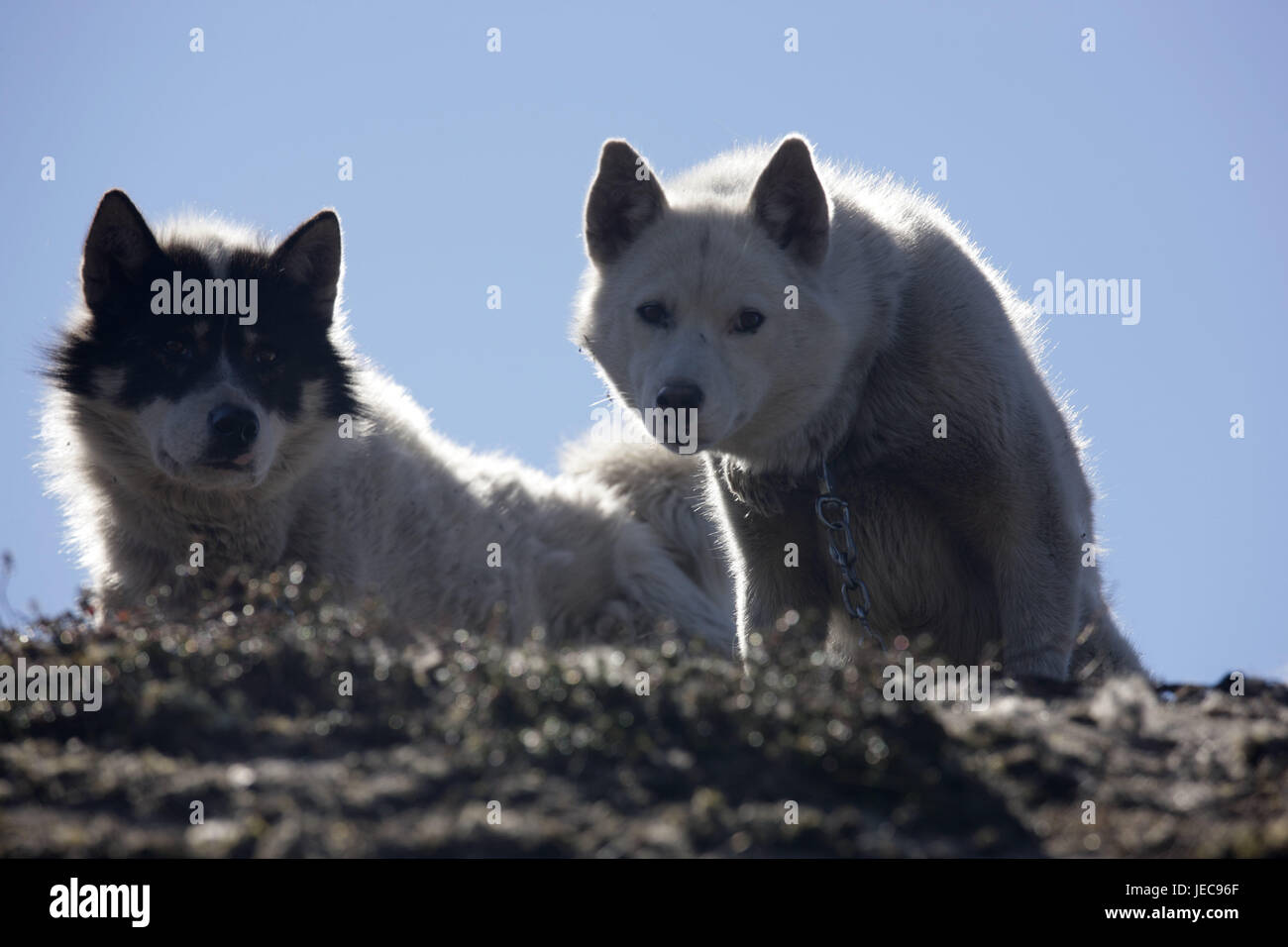 Greenland, Sisimiut, sled dogs, huskies, two, view camera, Western ...