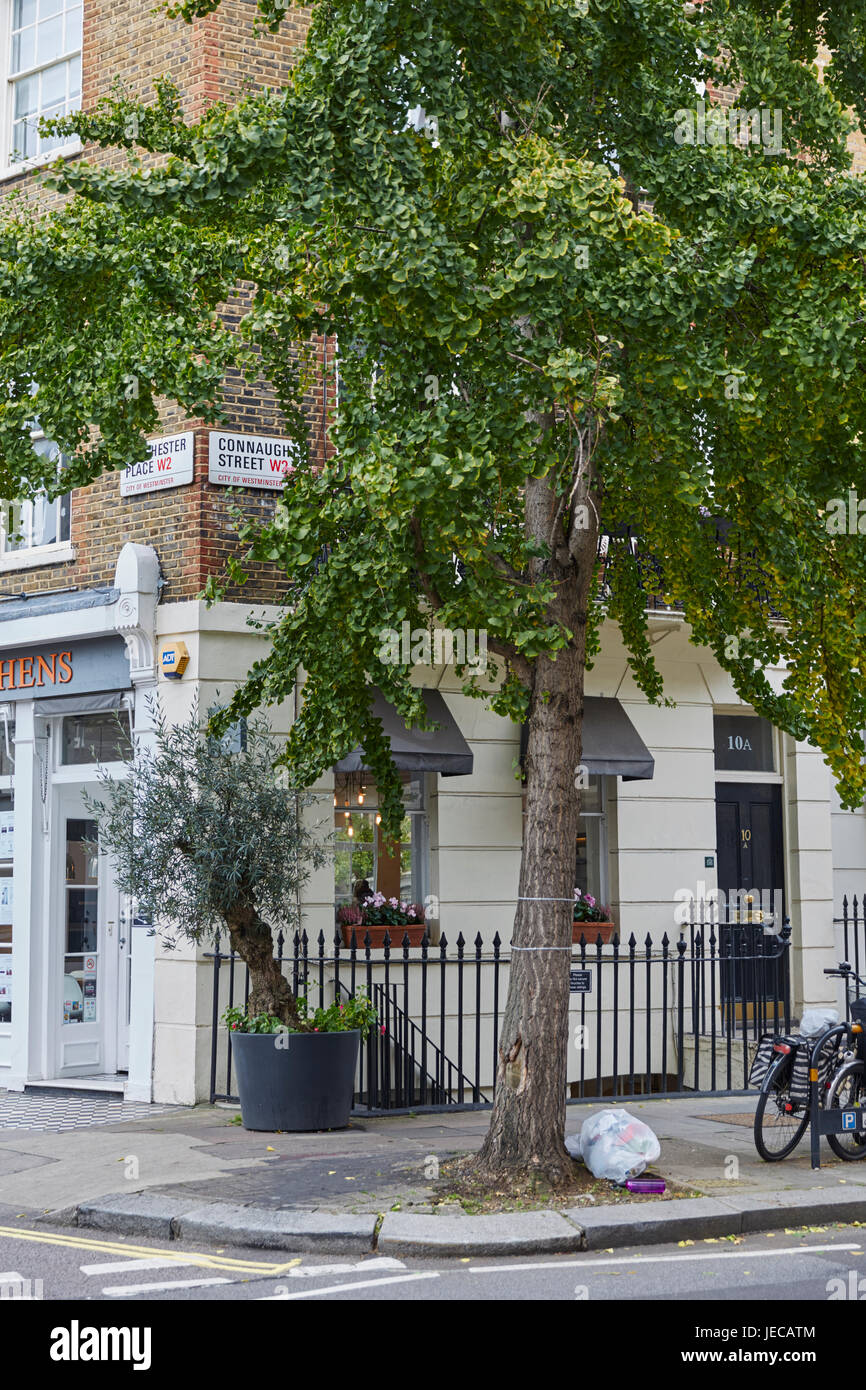 Connaught Street, London, UK Stock Photo - Alamy