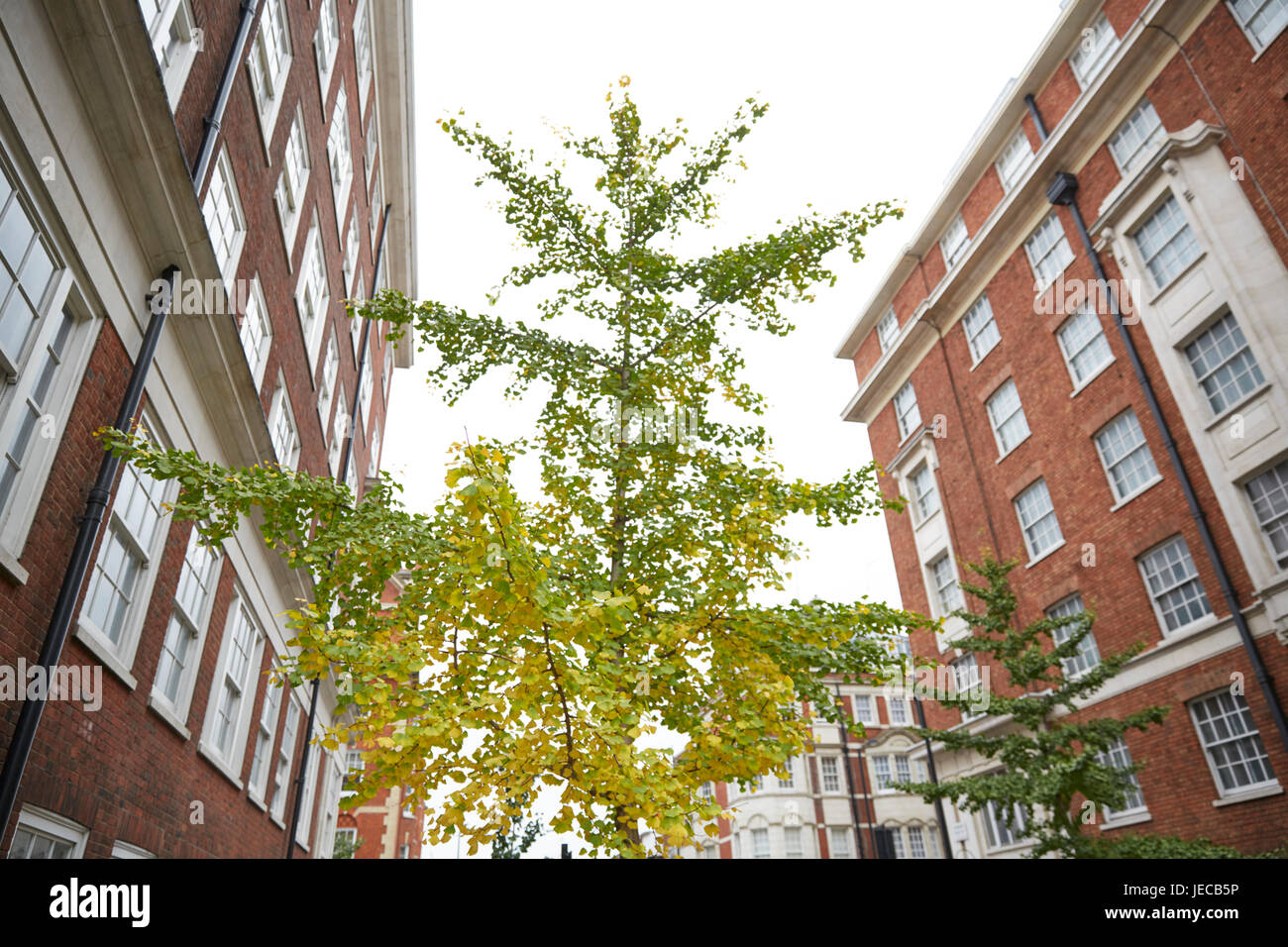 Seymour Place, London, UK Stock Photo - Alamy