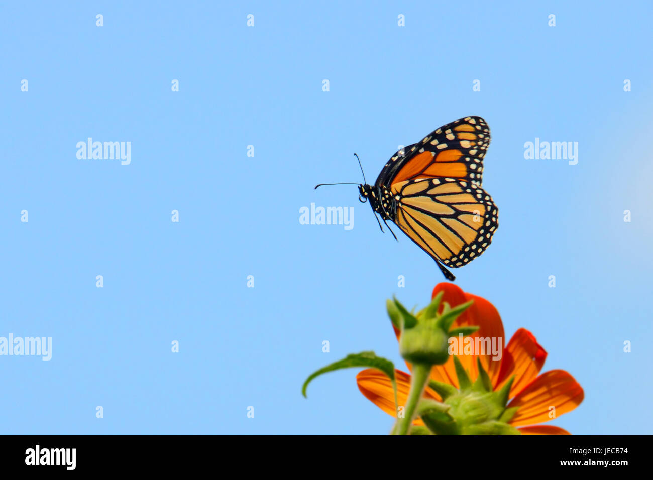 Monarch Butterfly in Flight Profile Stock Photo - Alamy