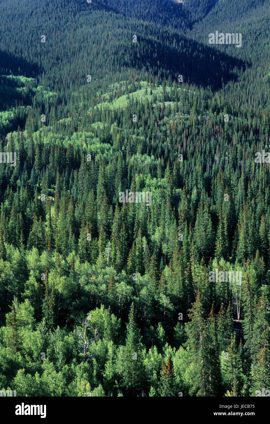 Forest slope, Silver Thread National Scenic Byway, Gunnison National ...