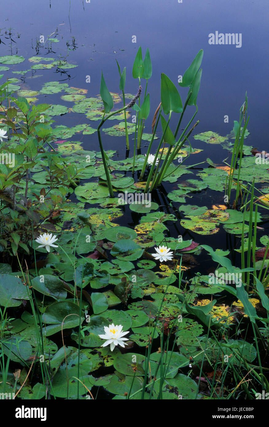 Arrowhead pond hi-res stock photography and images - Alamy