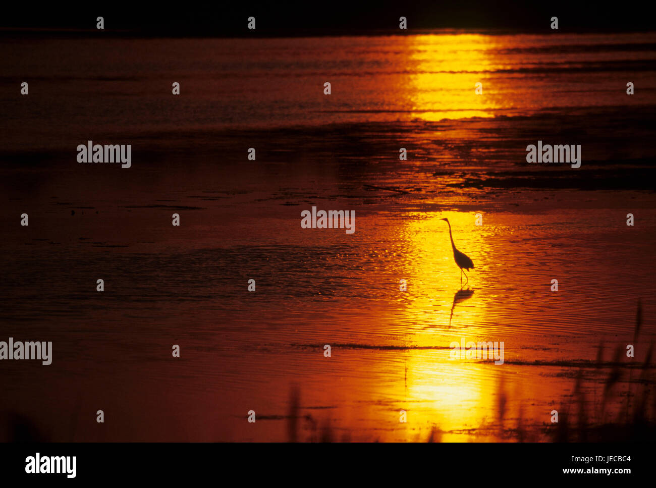 Sheerness Pool sunset, Bombay Hook National Wildlife Refuge, Delaware Stock Photo - Alamy