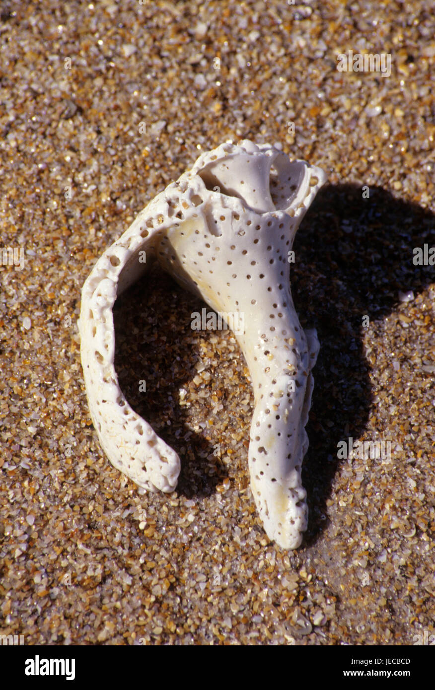 Old seashell on Klondike Beach, Canaveral National Seashore, Florida ...