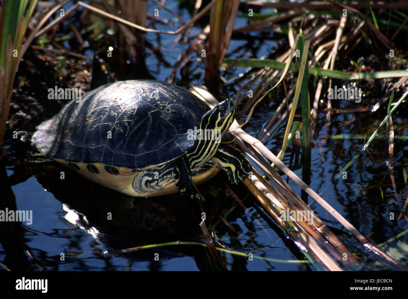 Swamp turtle hi-res stock photography and images - Alamy