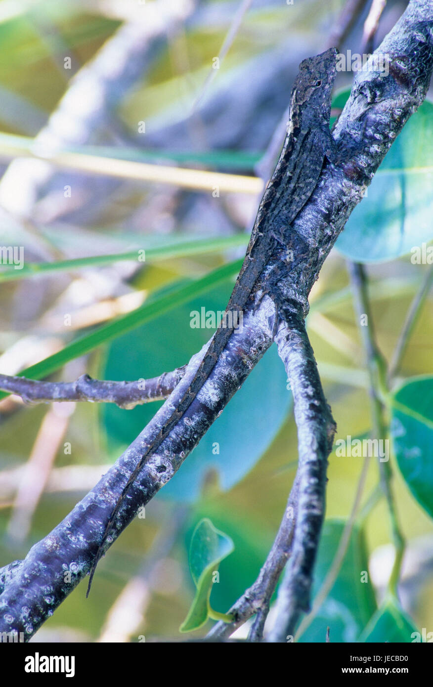 Brown anole lizard florida hi-res stock photography and images - Alamy