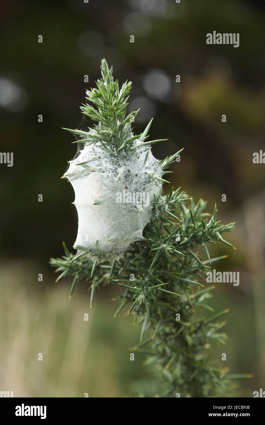 Insect cocoon hi-res stock photography and images - Alamy