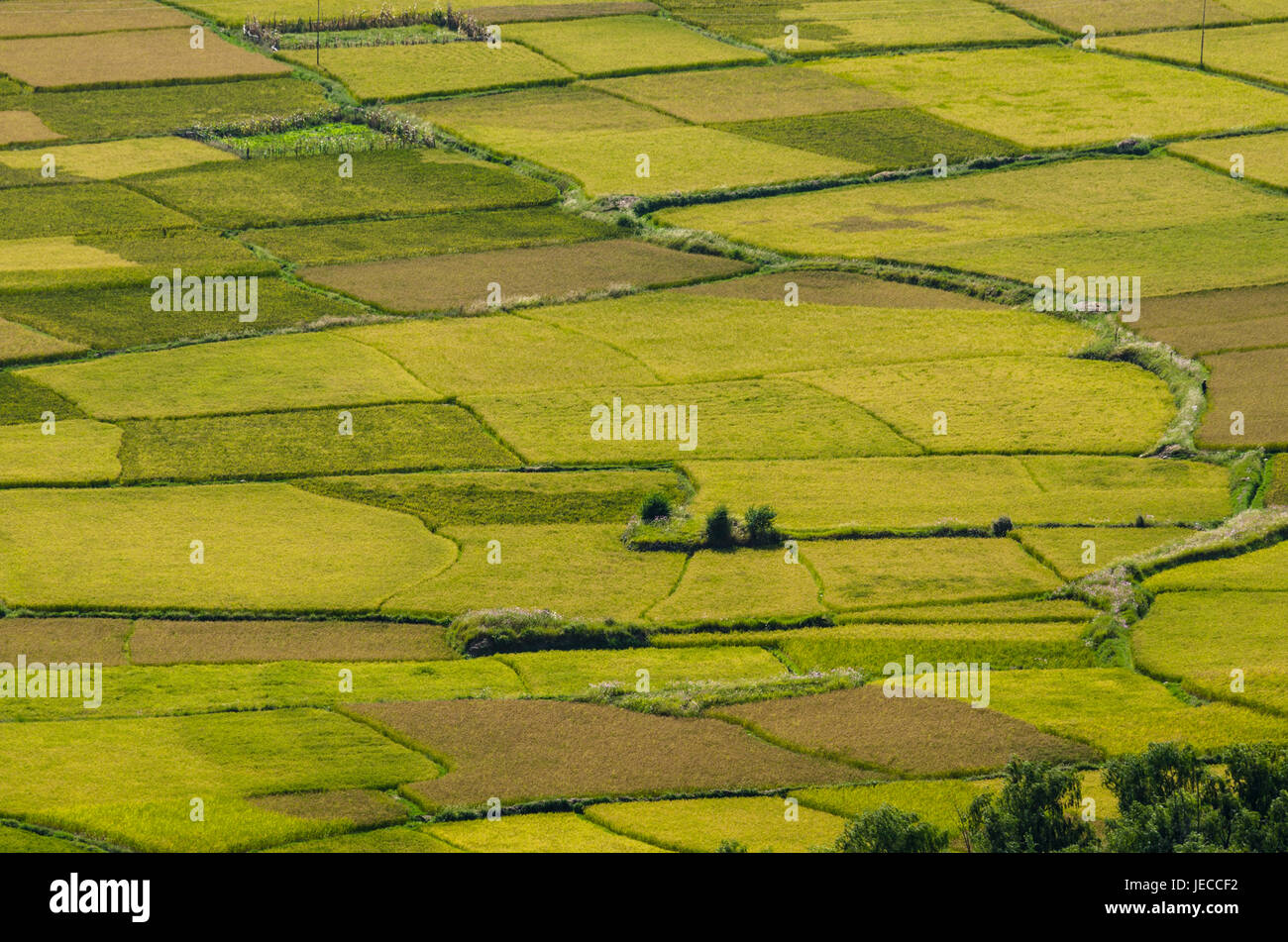 Creative patterns and textures of rice fields in Himalayan region Stock ...
