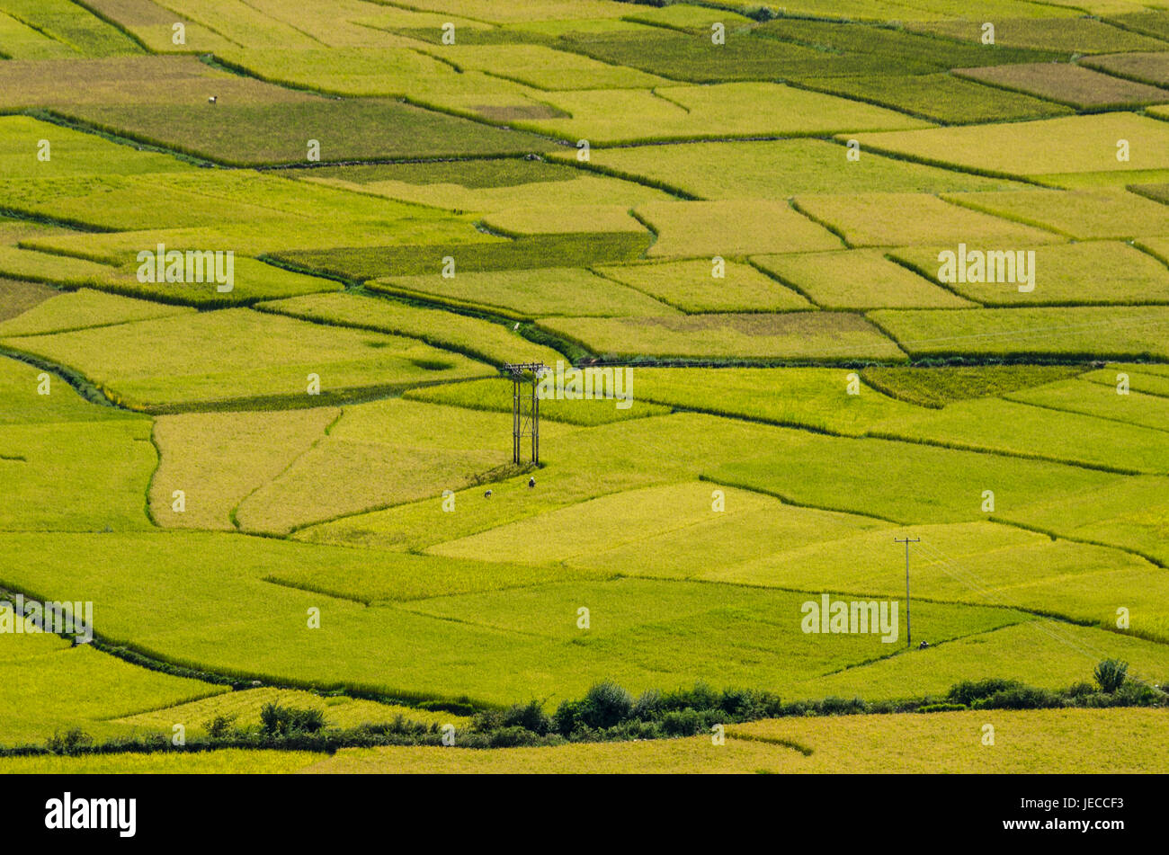 Creative patterns and textures of rice fields in Himalayan region Stock ...