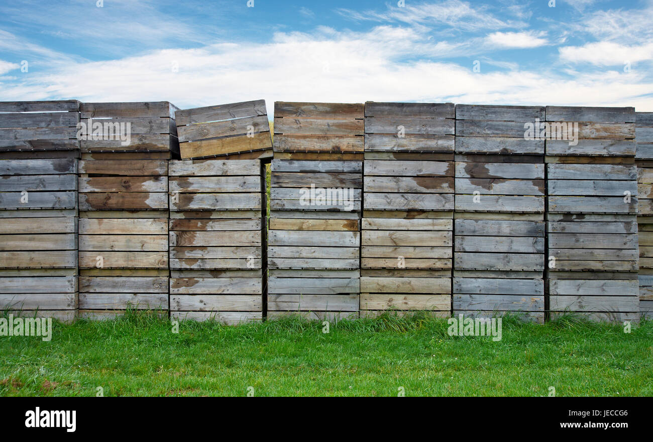 Stacked apple picking crates in the orchard Stock Photo - Alamy