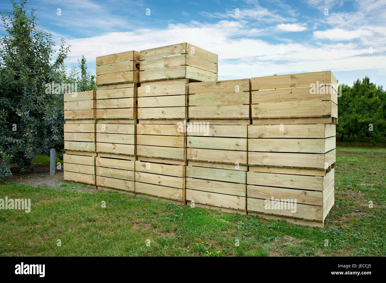 Stacked apple picking crates in the orchard Stock Photo - Alamy