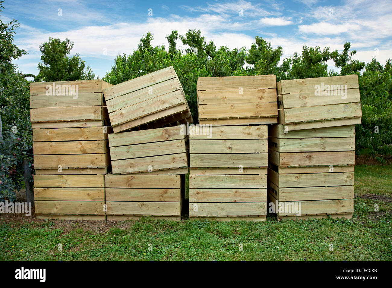 Stacked apple picking crates in the orchard Stock Photo - Alamy