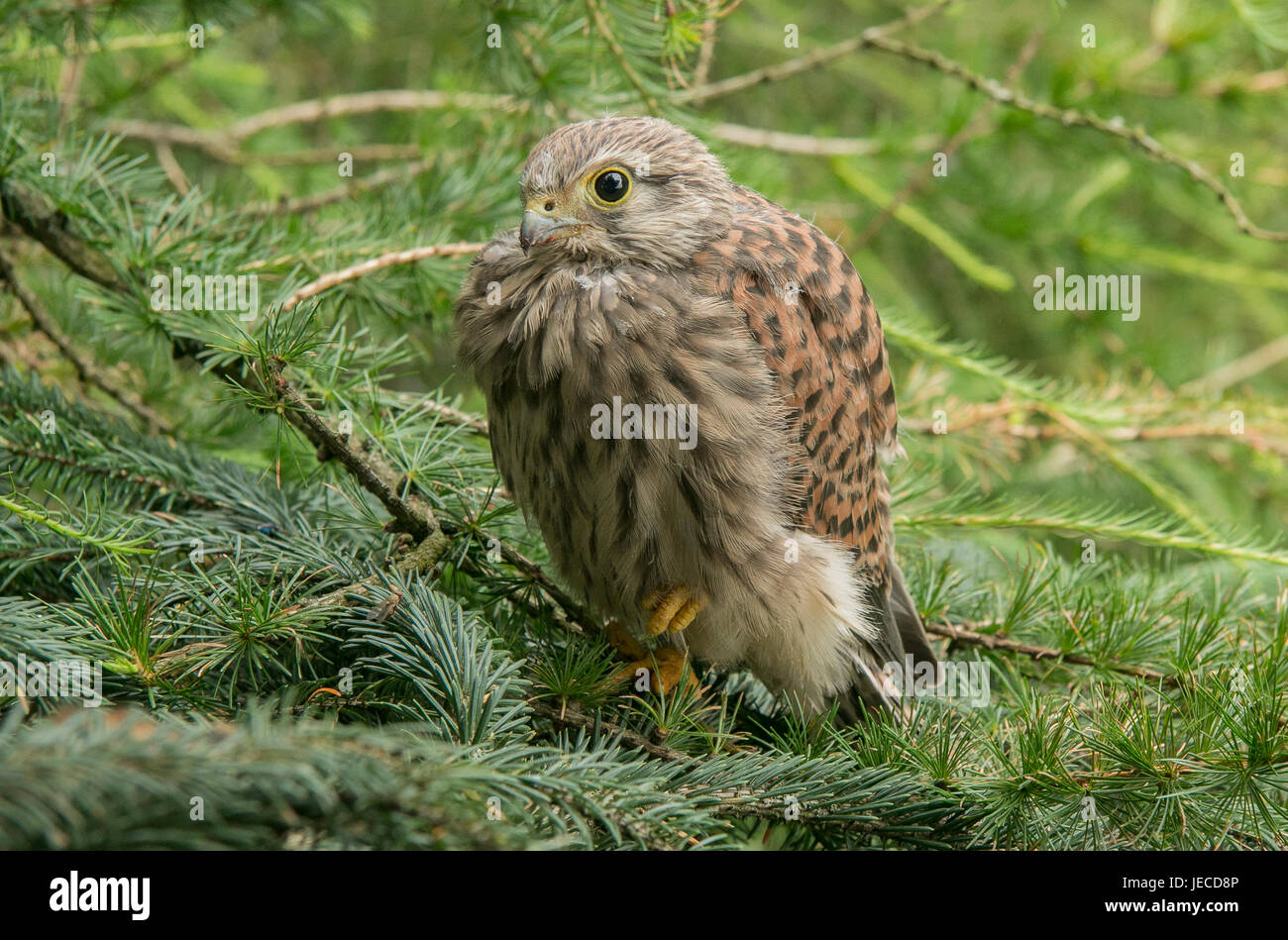 Kestrel pose hi-res stock photography and images - Alamy