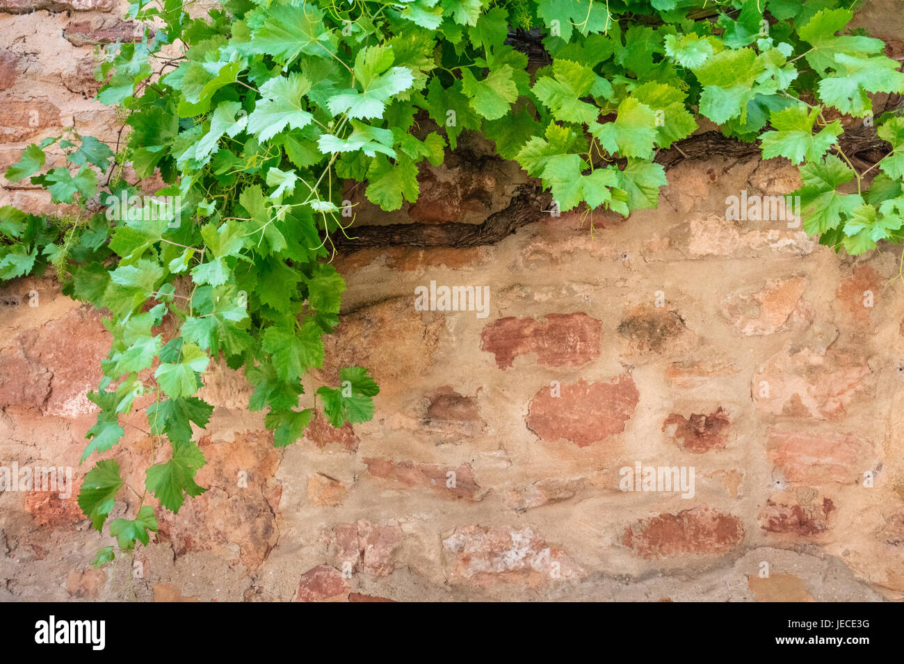 A photo of a grape vine over a stone wall, with a place for text Stock ...