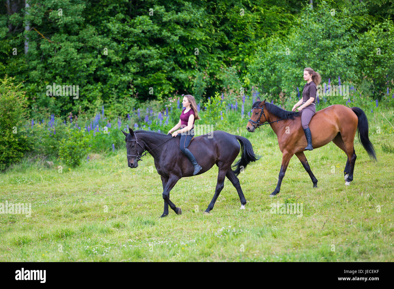Two young horse riders in the woods in summer Stock Photo - Alamy