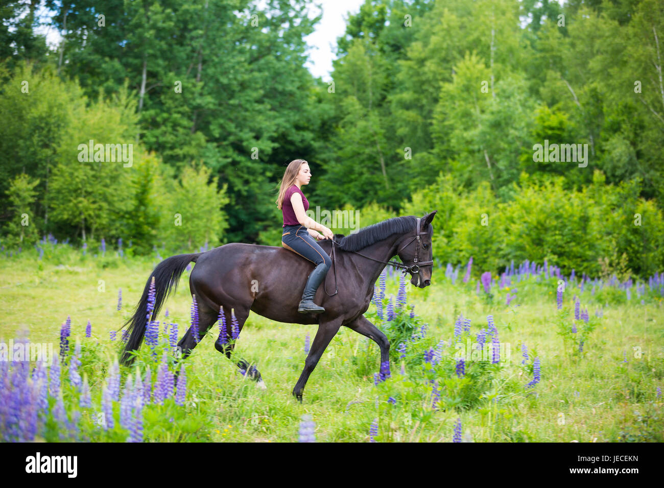 Young horse rider in the woods in summer Stock Photo - Alamy