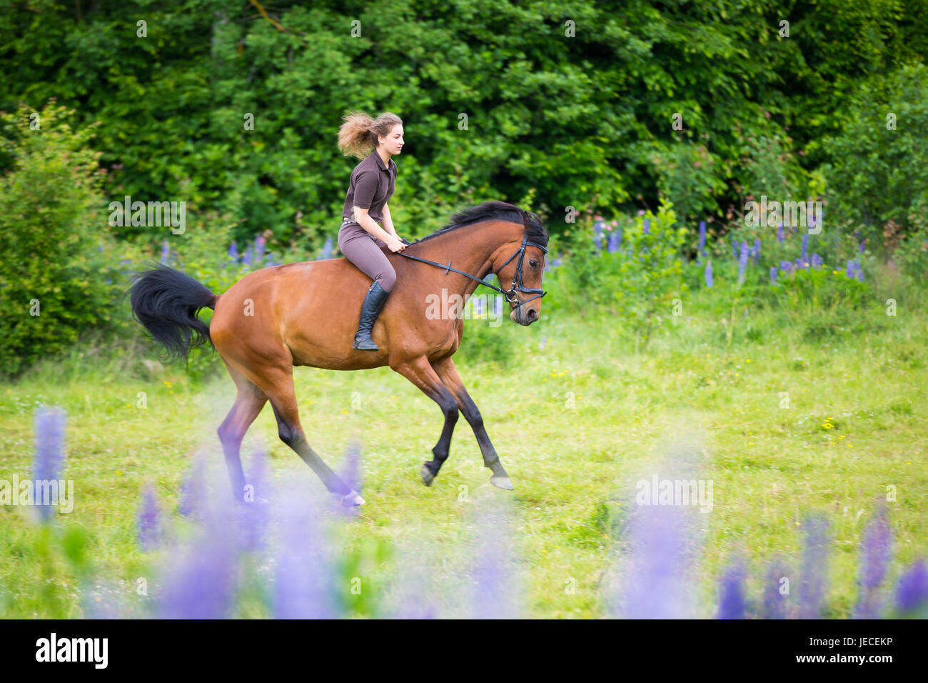 Young horse rider in the woods in summer Stock Photo - Alamy