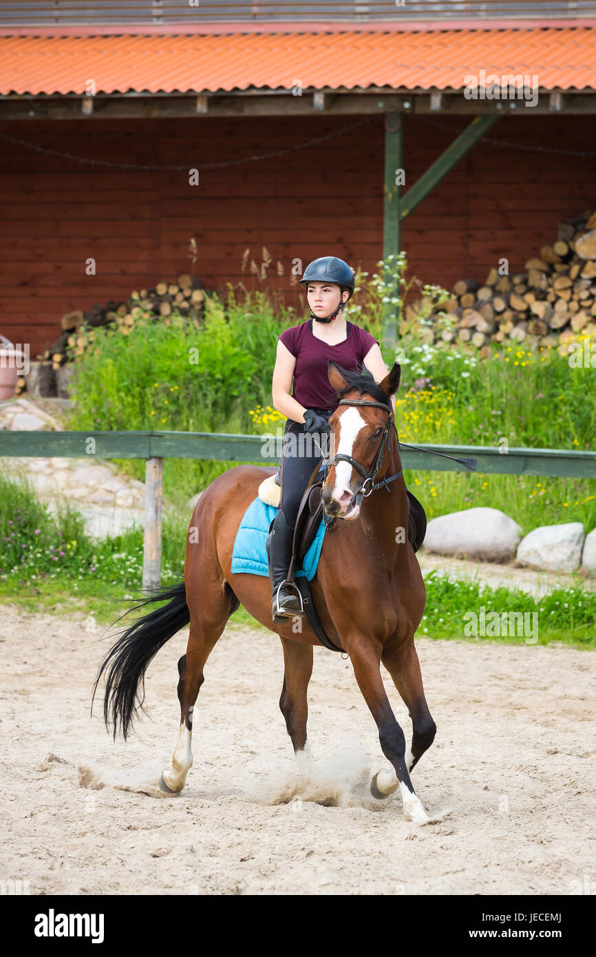 Horse rider is training in the arena in summertime Stock Photo - Alamy