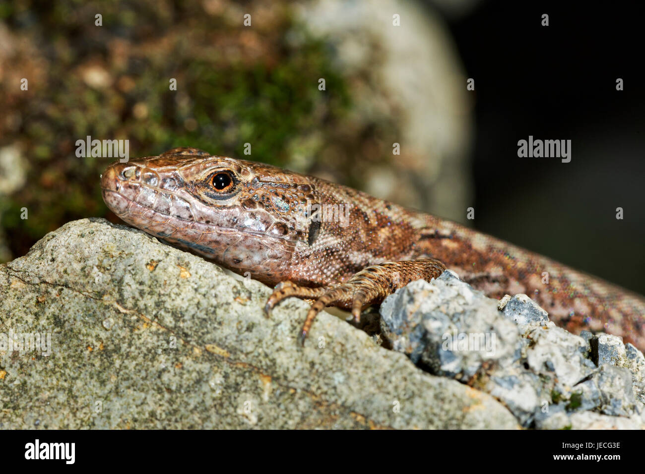 Jankovac Nature Park, Croatia Stock Photo - Alamy