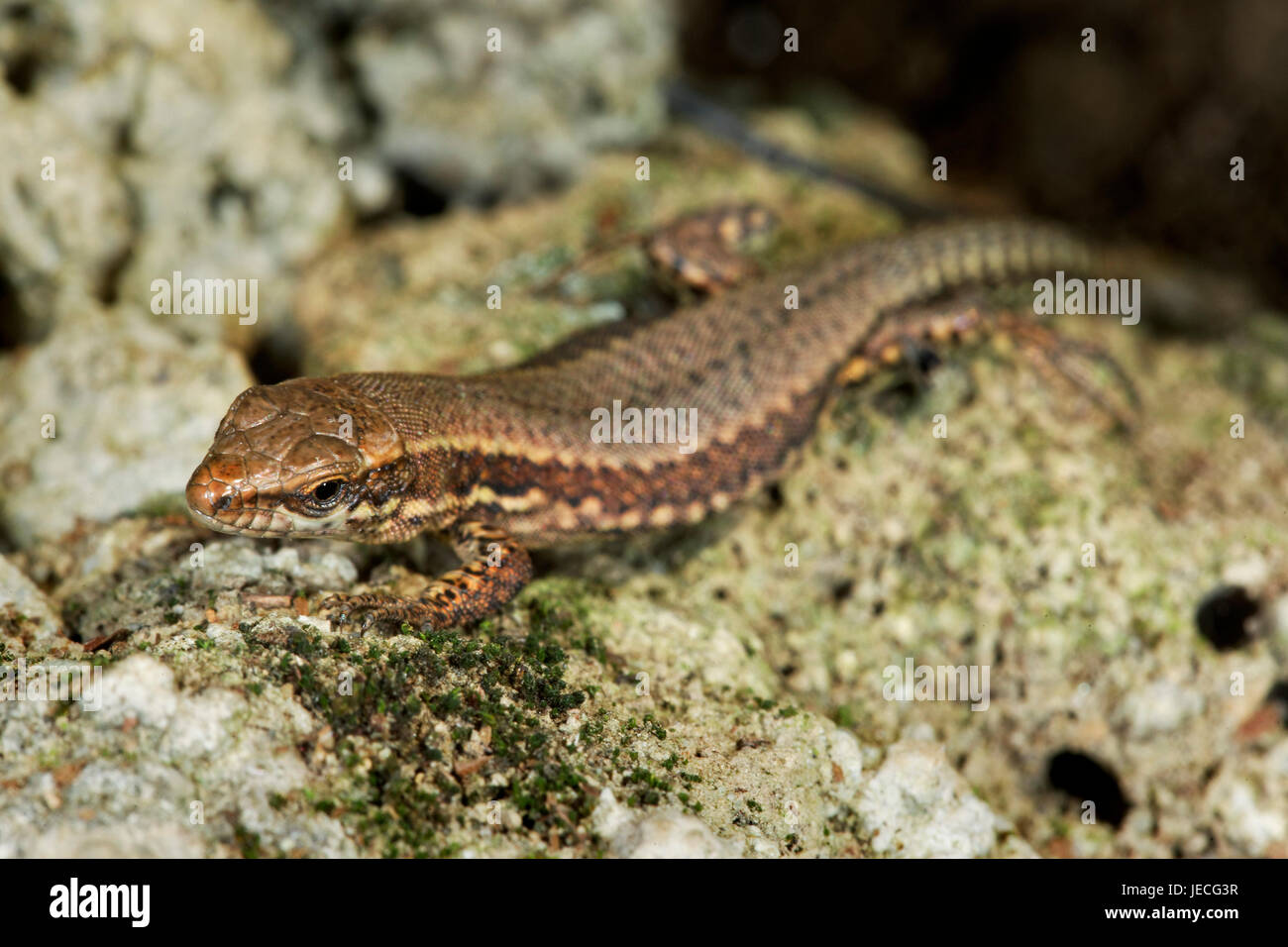 Jankovac Nature Park, Croatia Stock Photo - Alamy