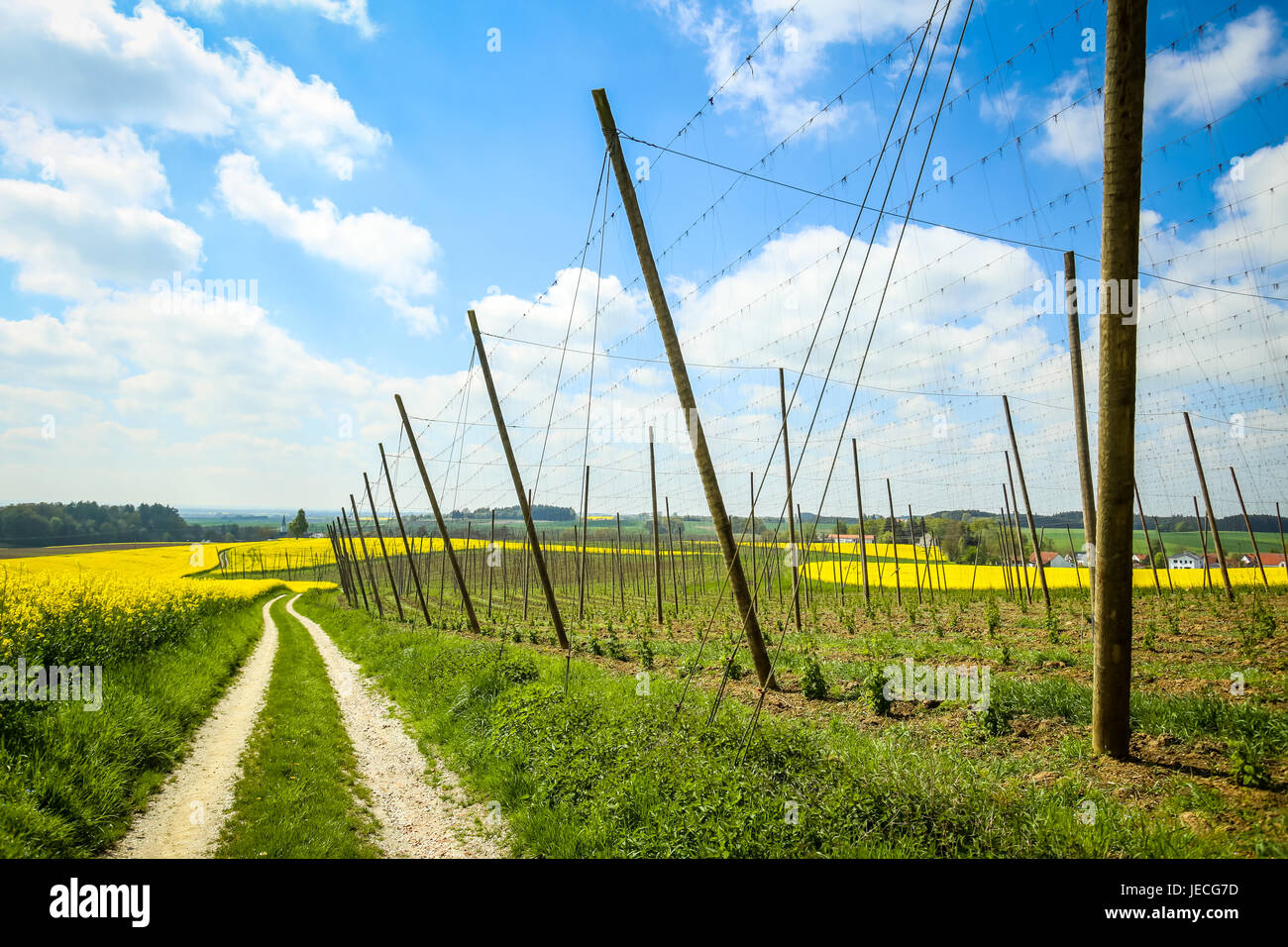 A pathway leading through the yellow flowering rapeseed and hop fields ...