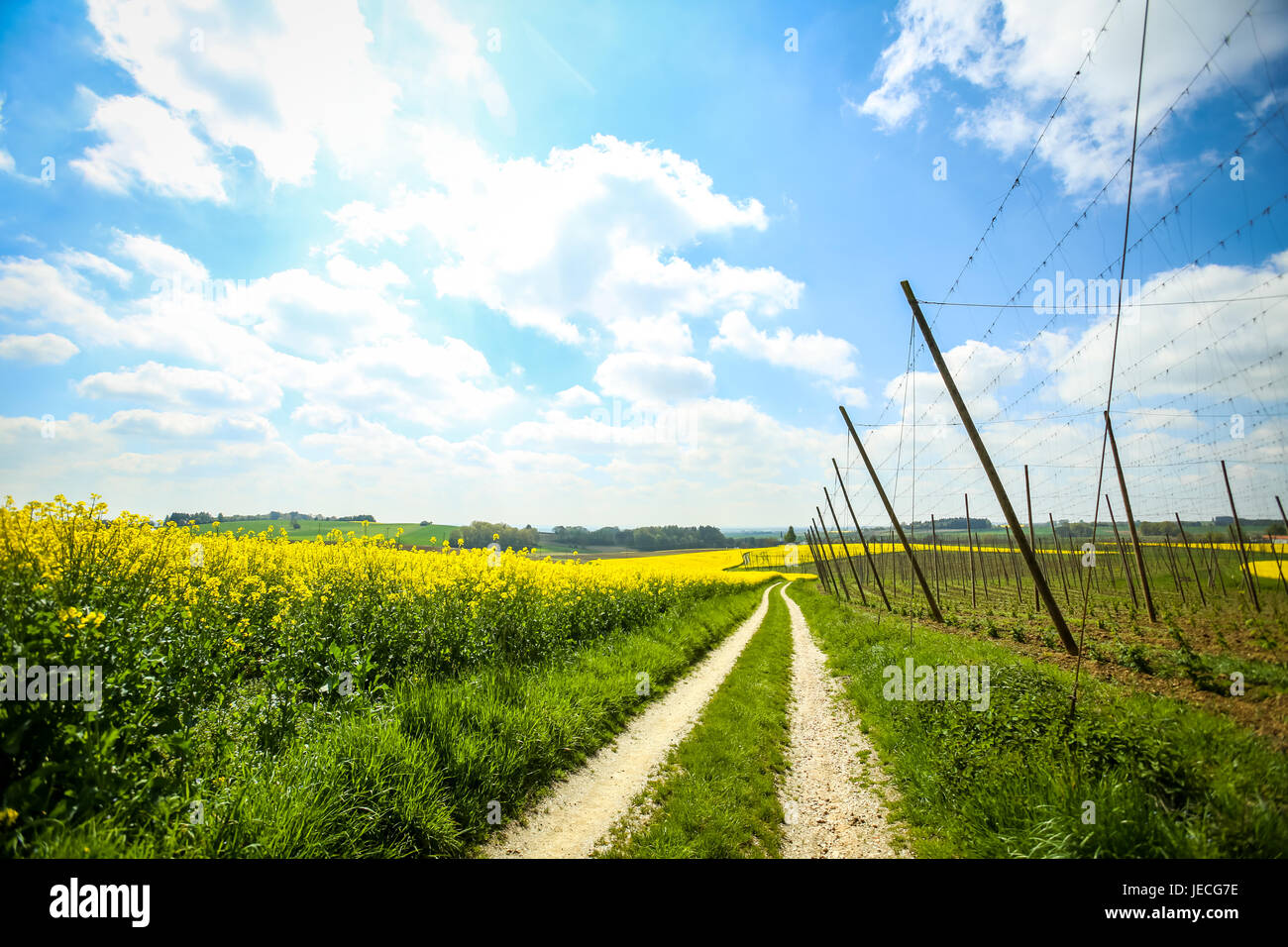 A pathway leading through the yellow flowering rapeseed and hop fields ...