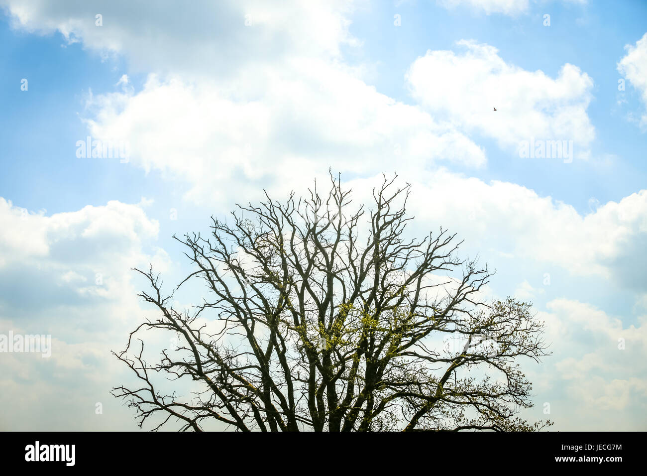 A view of a treetop under cloudscape Stock Photo - Alamy