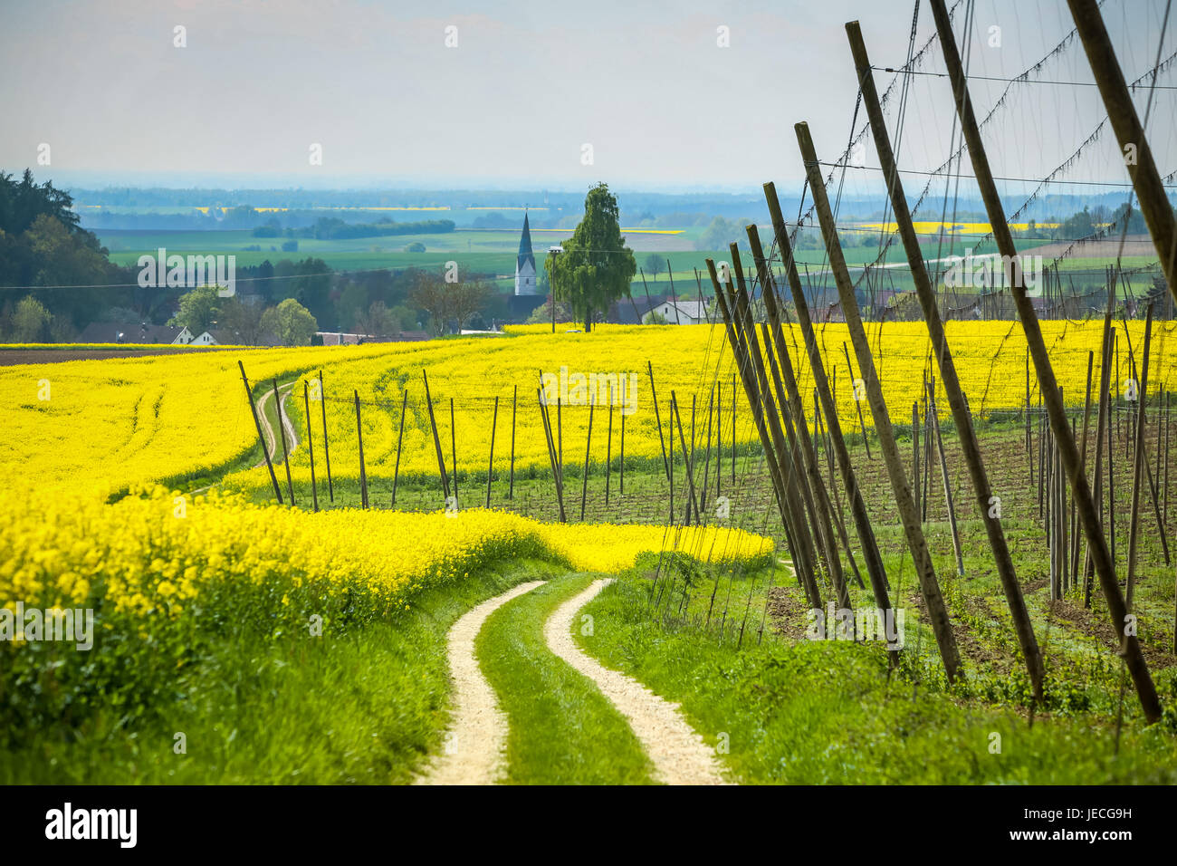 A pathway leading through the yellow flowering rapeseed and hop fields ...