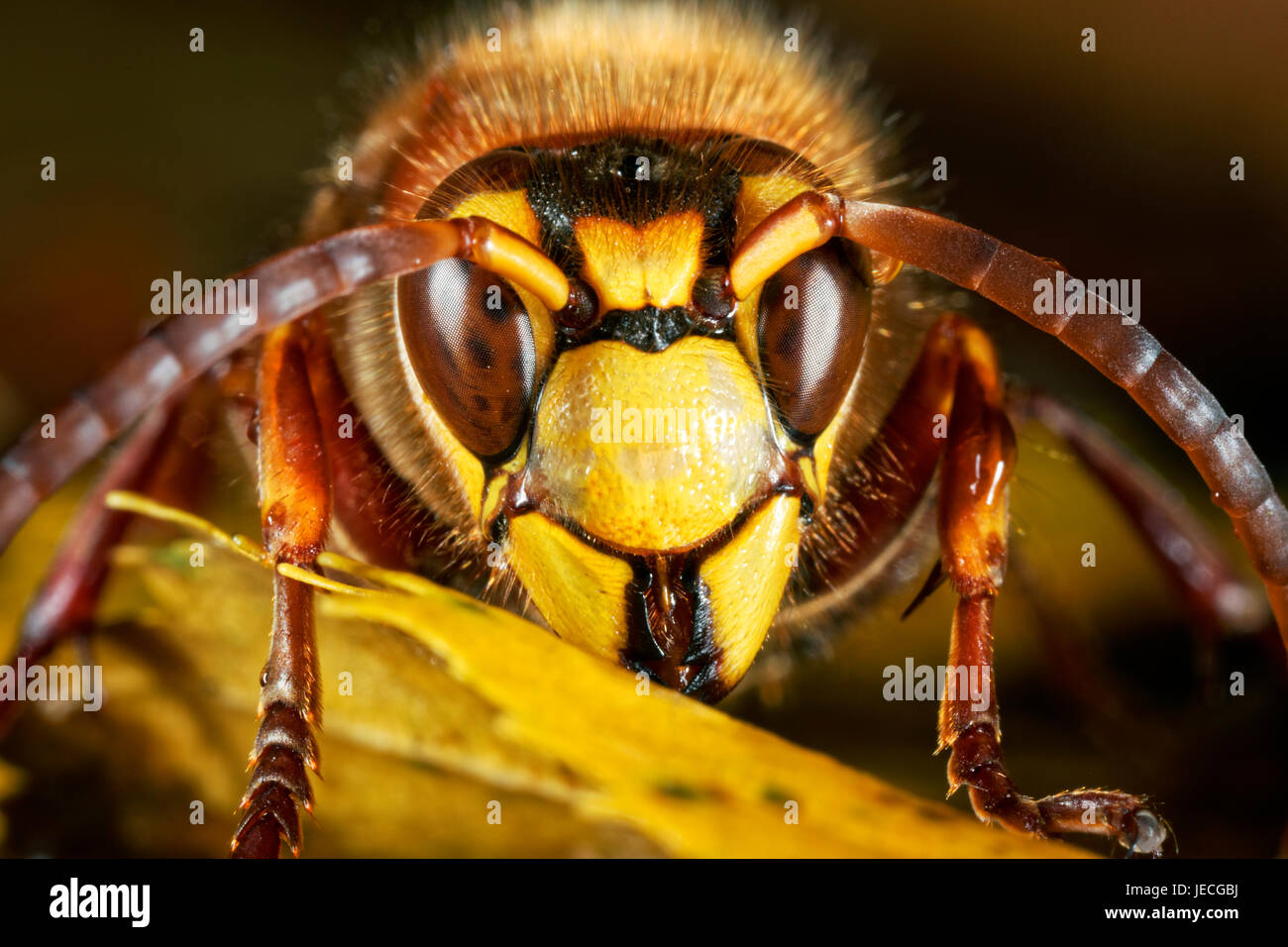 The European hornet portrait Stock Photo - Alamy