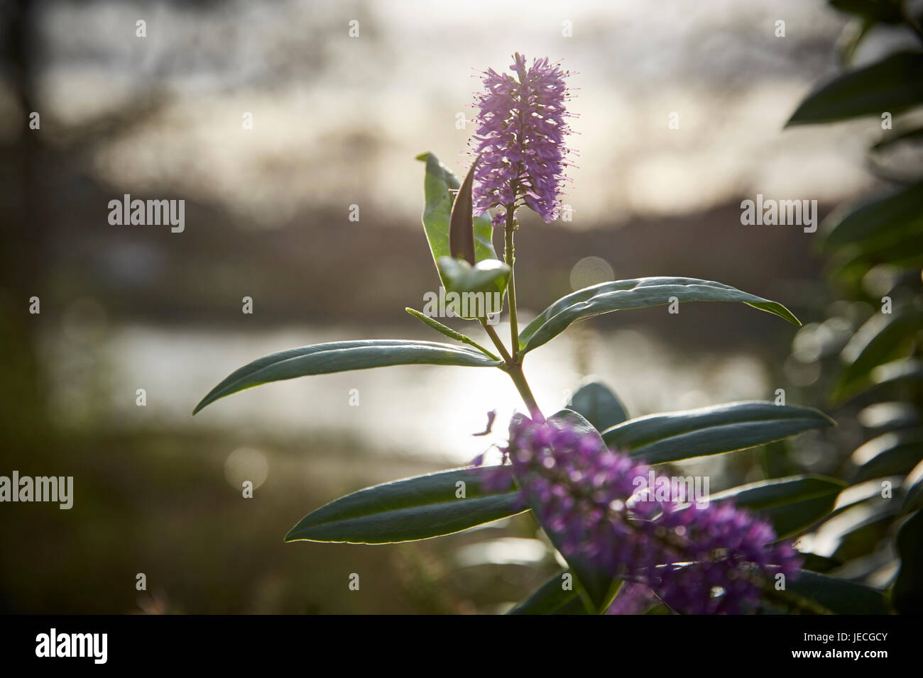 River Front Views in Richmond, London, UK Stock Photo - Alamy